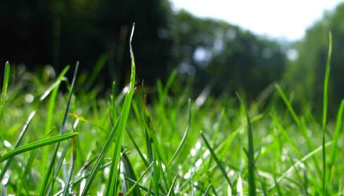 Iarba fiarelor – File de Lumina